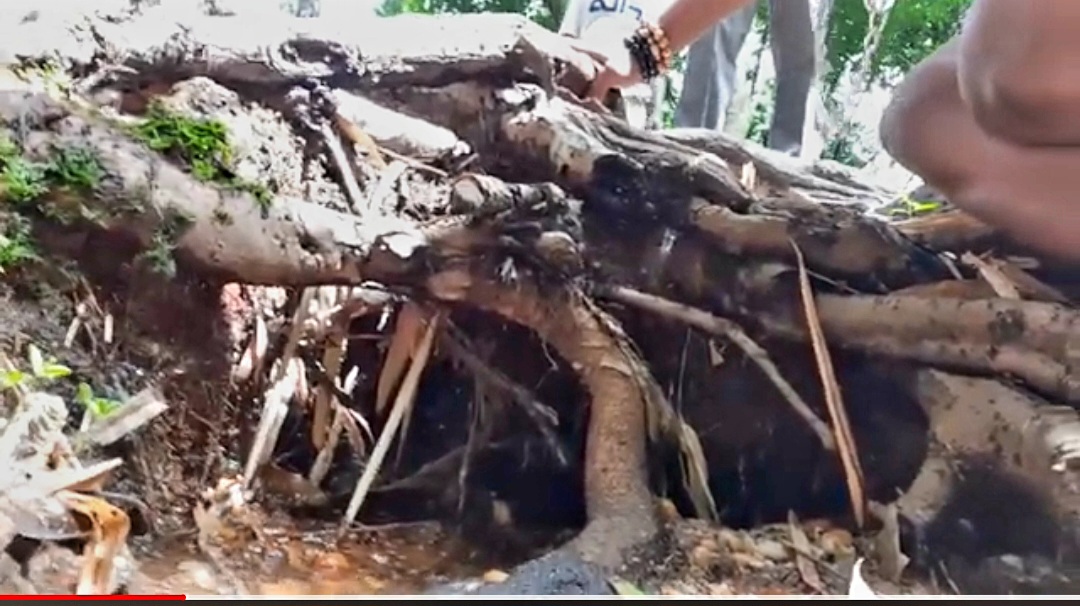 Discover the 1,000-year-old Olokun tree that protects the source of ...